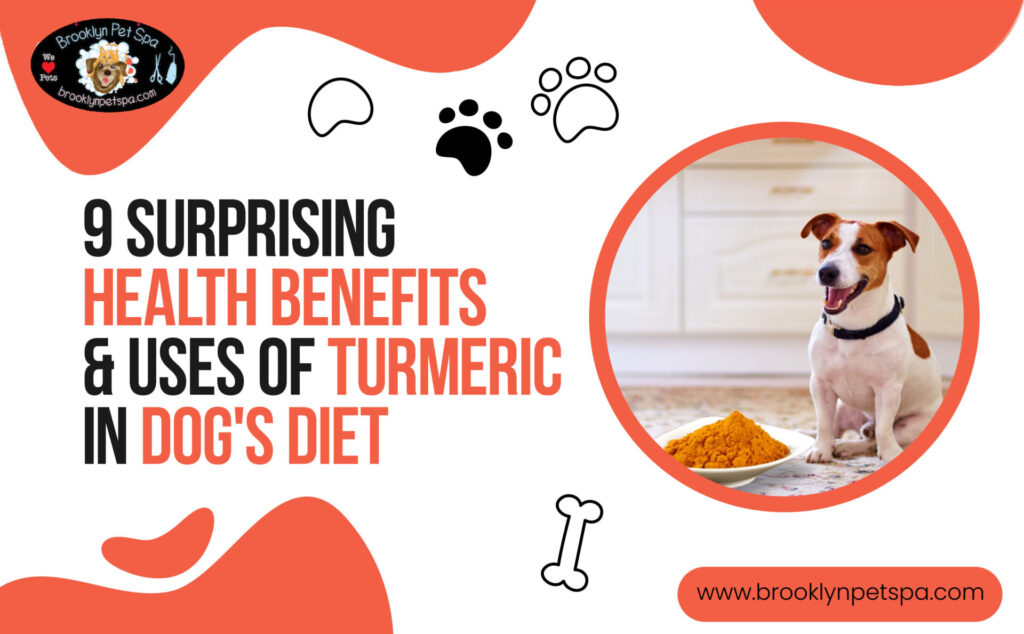 Top 9 Surprising Health Benefits & Uses of Turmeric in Dogs Diet