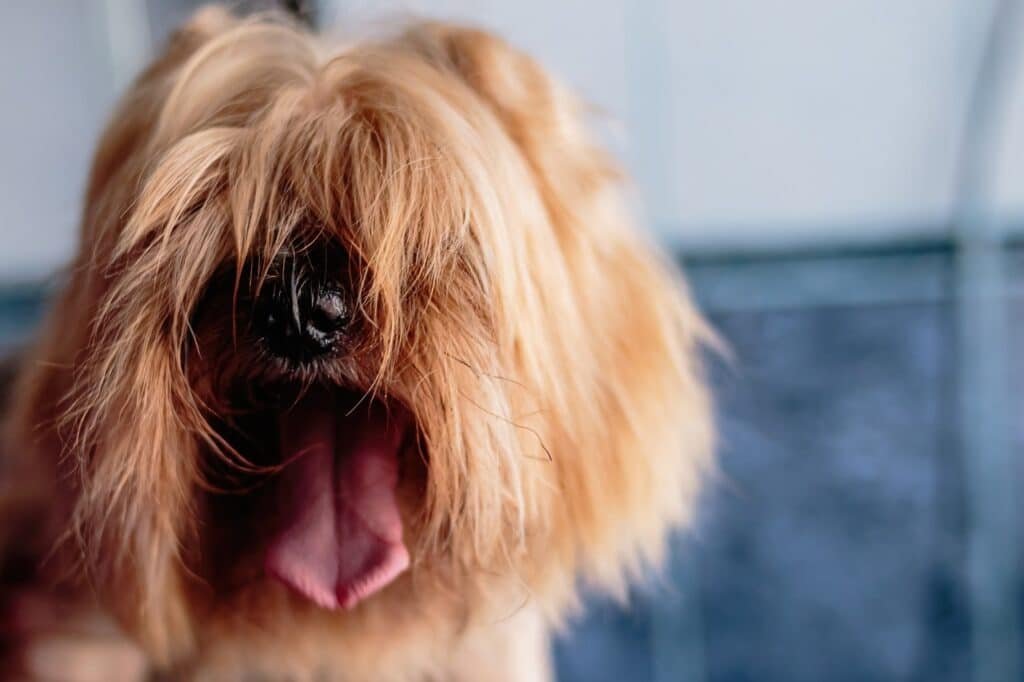 Brooklyn Pet Spa's Ultimate Guide to Puppy Cut Grooming